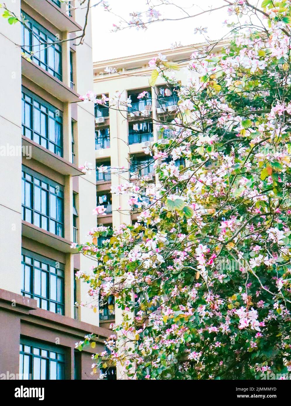 A beautiful view of buildings seen through cherry blossom branches ...