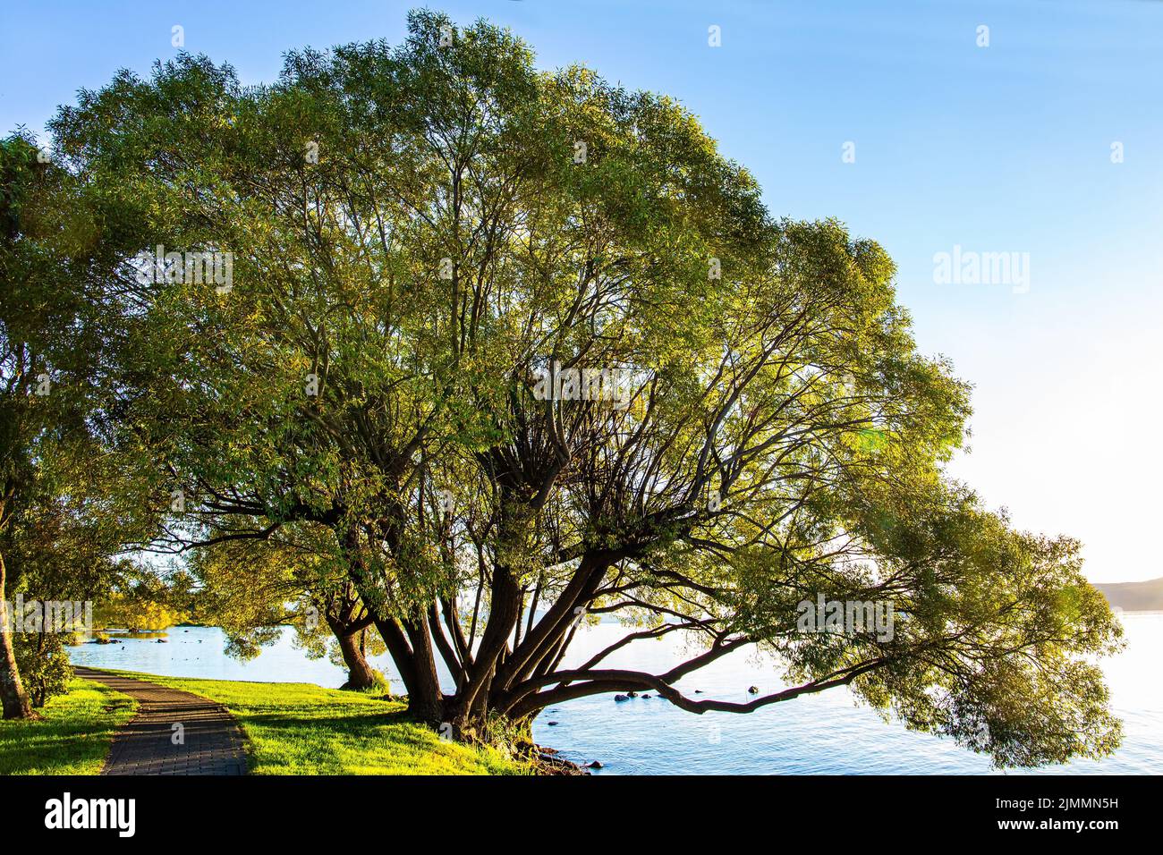Magnificent sprawling tree by the lake Stock Photo - Alamy