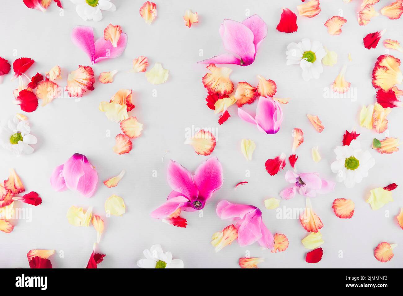 Individual flower petals hi-res stock photography and images - Alamy