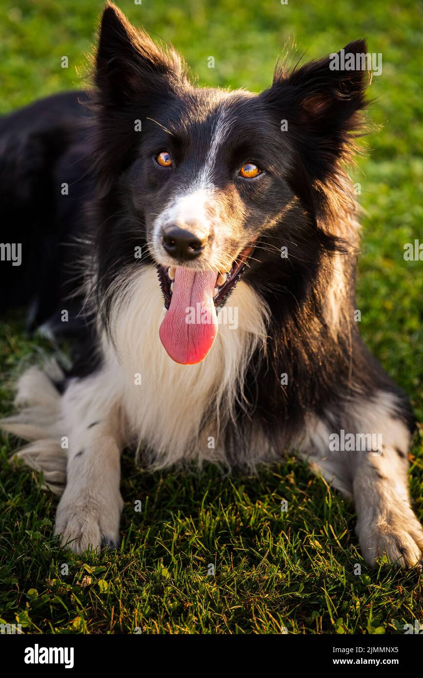 Border collie dog is lying on thegrass in sunset sun. Tongue out ...