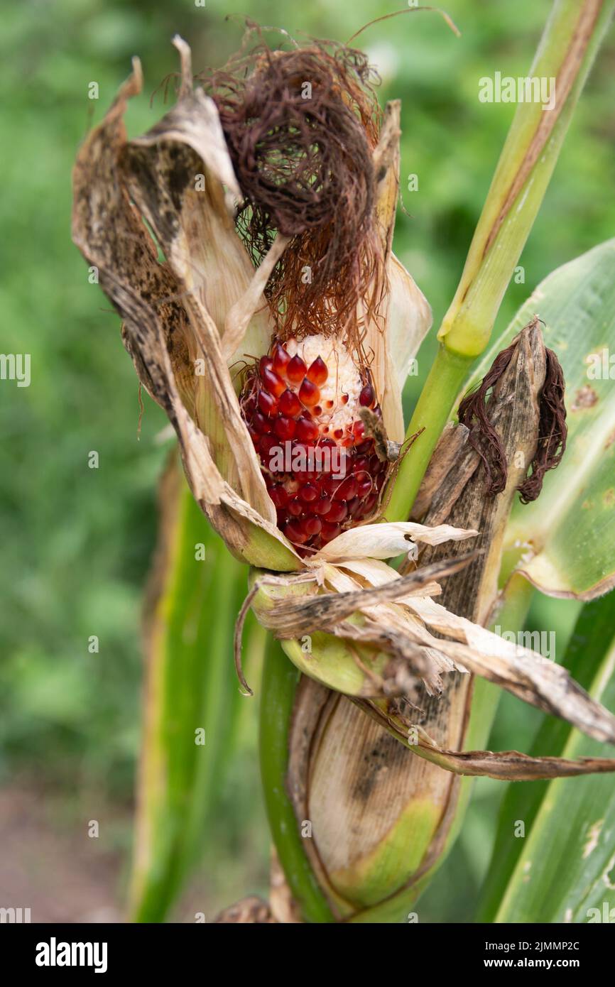 Cob of red strawberry corn on the plant Stock Photo - Alamy