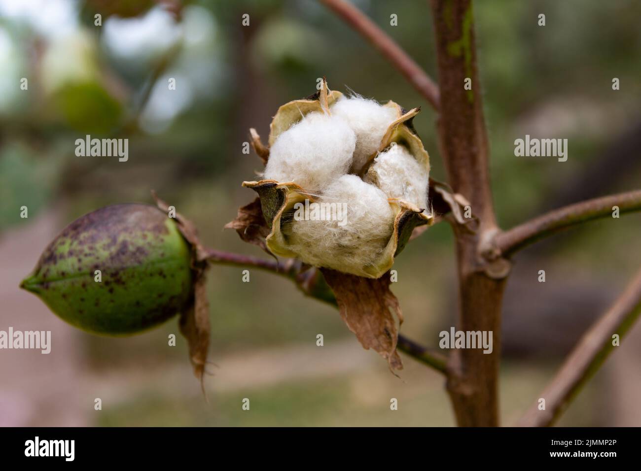Cotton cloth sheets hi-res stock photography and images - Alamy