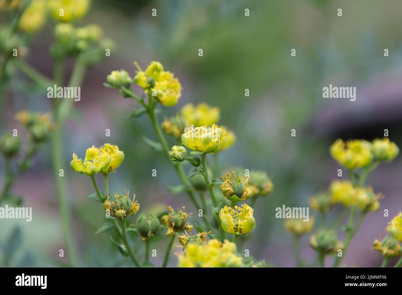 Smelly plant hi-res stock photography and images - Alamy