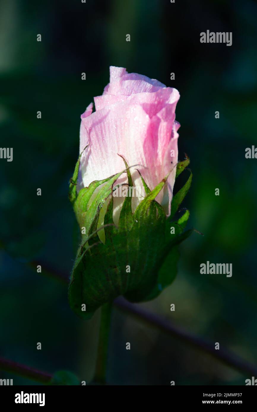 Cotton plant pink flower hi-res stock photography and images - Alamy