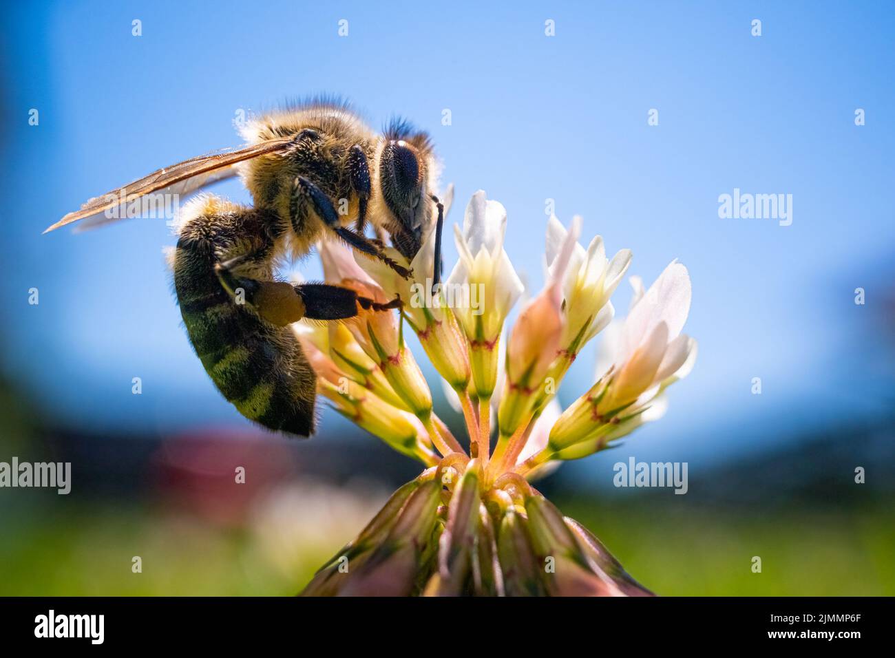Clover bee sun hi-res stock photography and images - Alamy