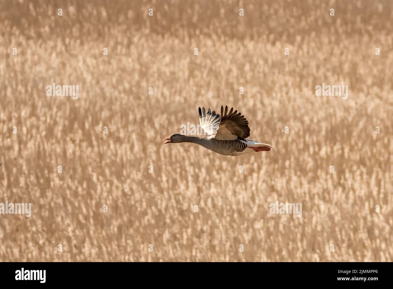 Groayer ga nsevogel hi-res stock photography and images - Alamy