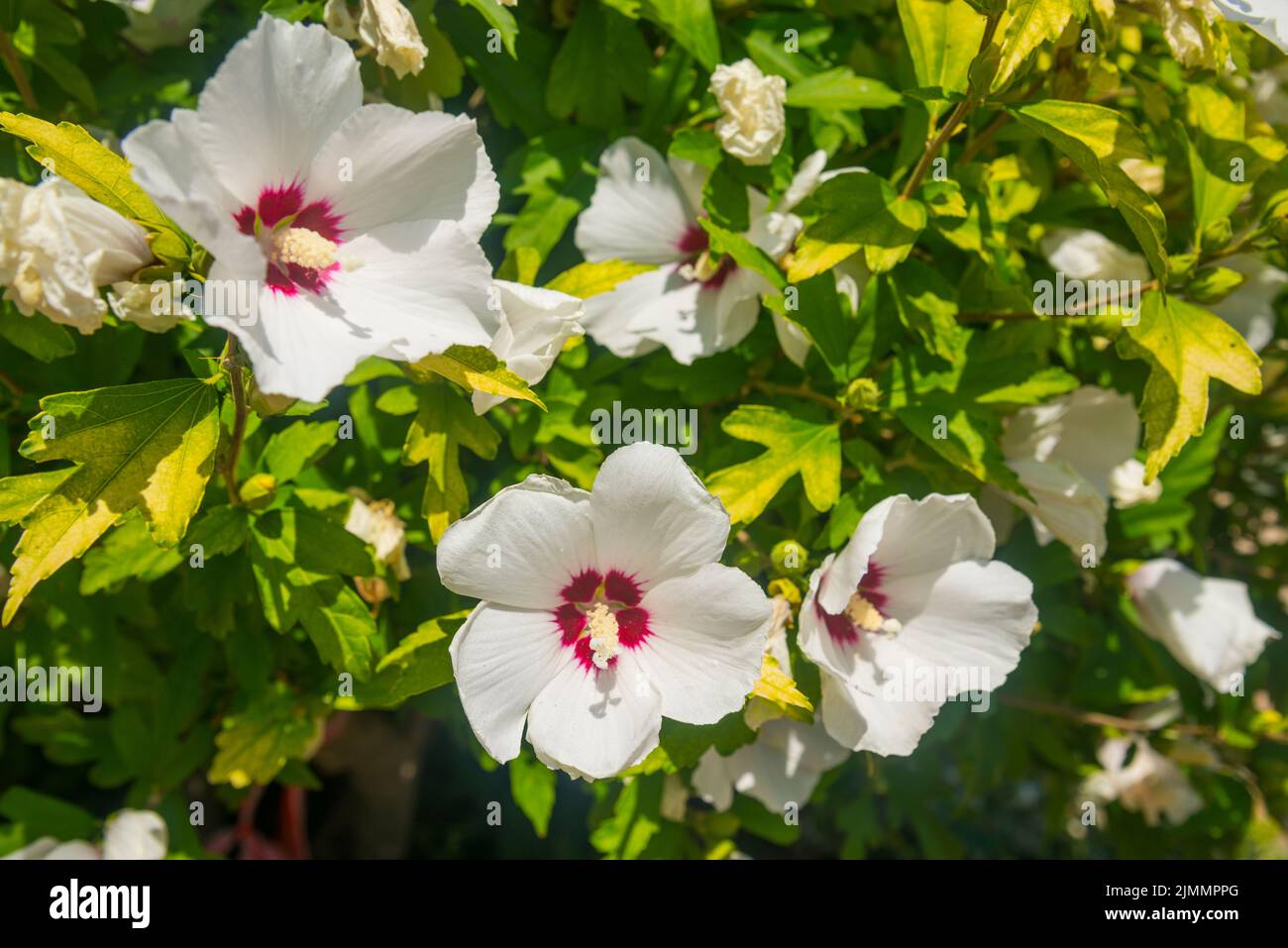 Plantas fondo blanco hi-res stock photography and images - Alamy