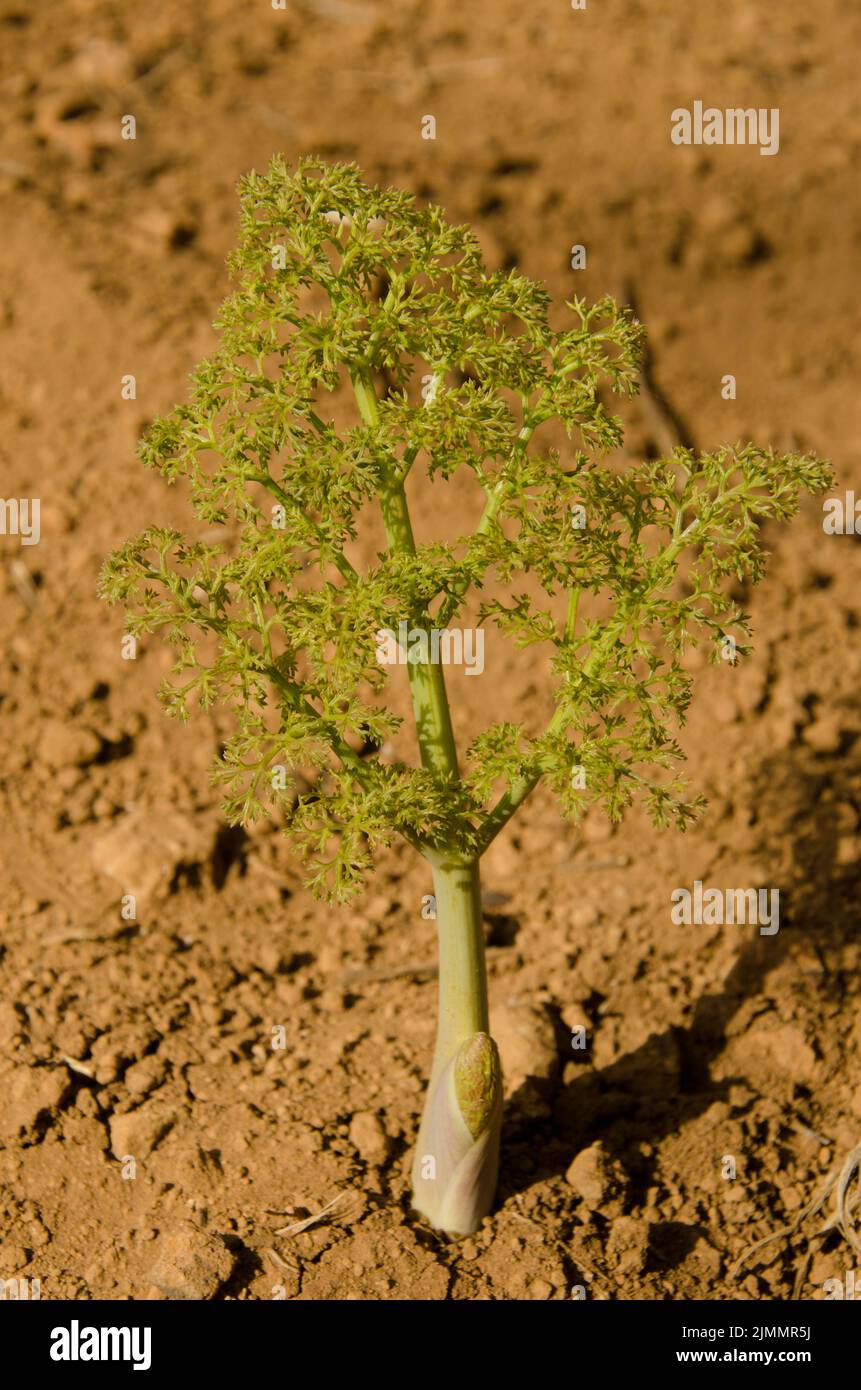 Sprout of fennel Foeniculum vulgare. La Siberia. San Mateo. Gran ...