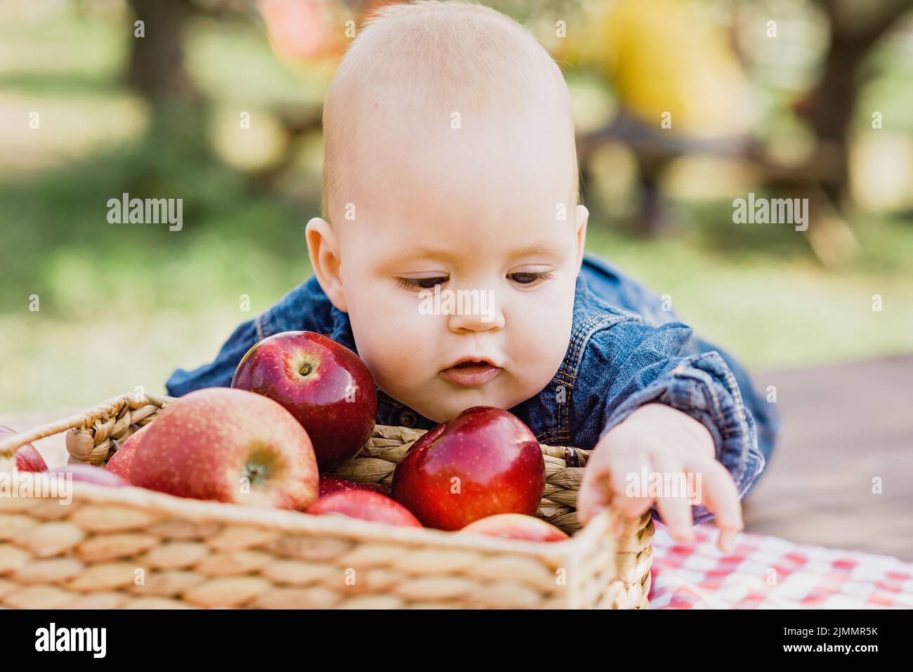 Boy with Apple in Orchard. Harvest Concept. Garden, Toddler eating fruits at fall harvest. Apple ...