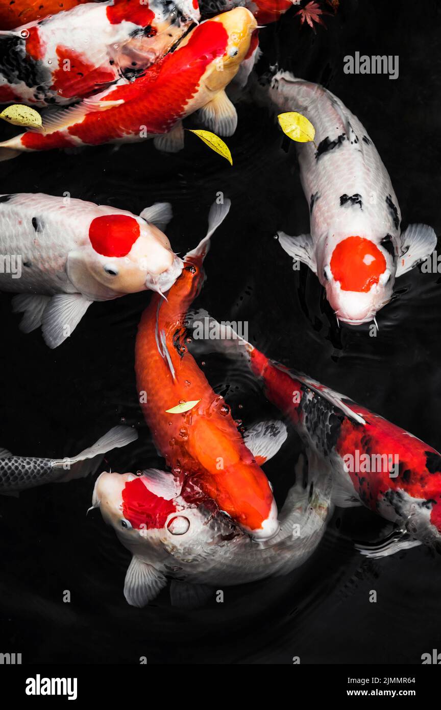 Top view colorful koi fishes Stock Photo - Alamy