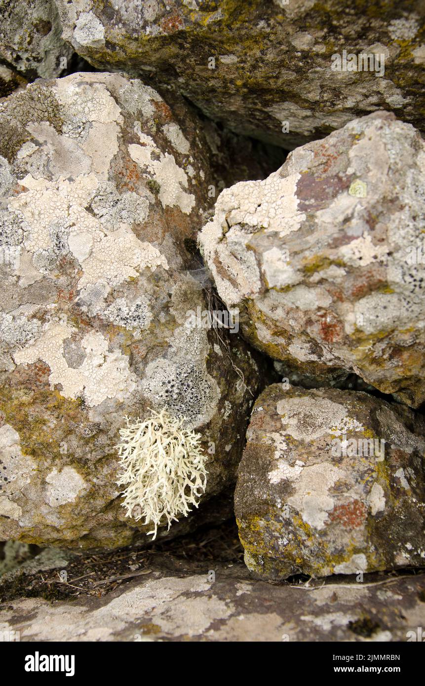 Strap lichen ramalina sp hi-res stock photography and images - Alamy