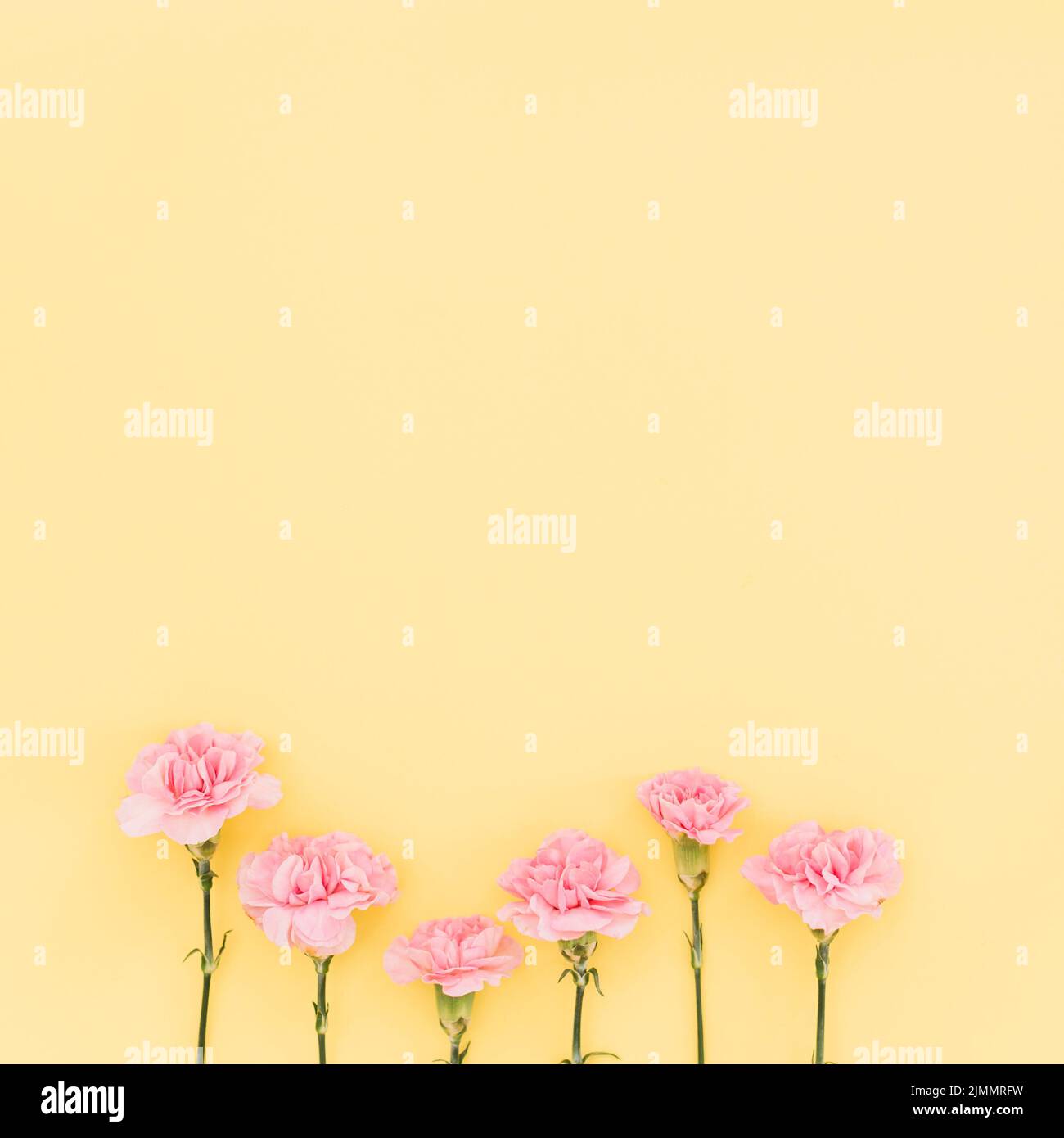 Red carnation branch isolated hi-res stock photography and images - Alamy