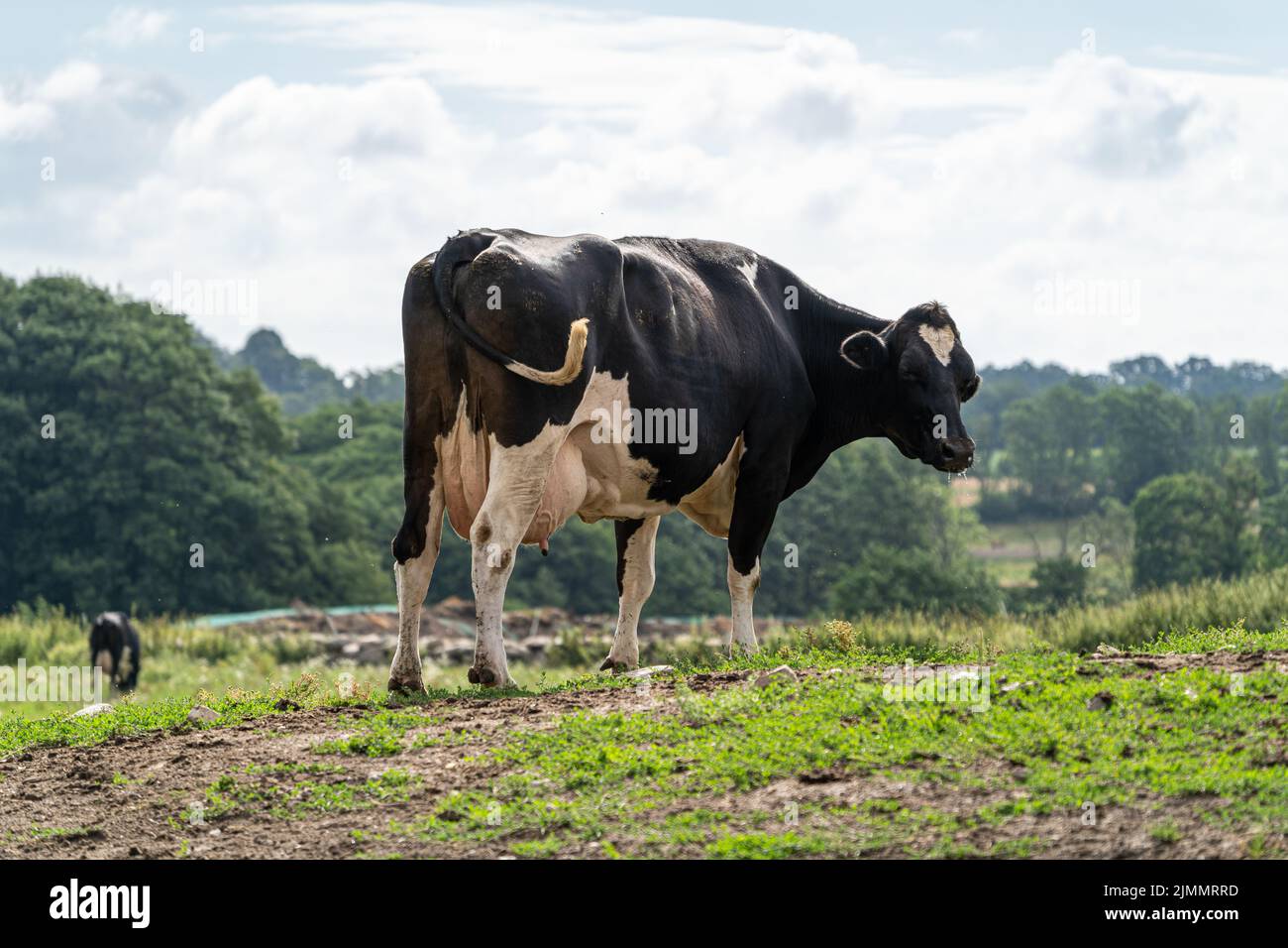 Swedish black cow hi-res stock photography and images - Alamy