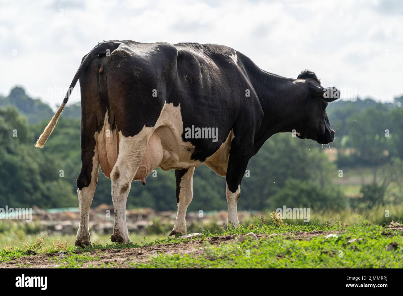 Swedish black cow hi-res stock photography and images - Alamy