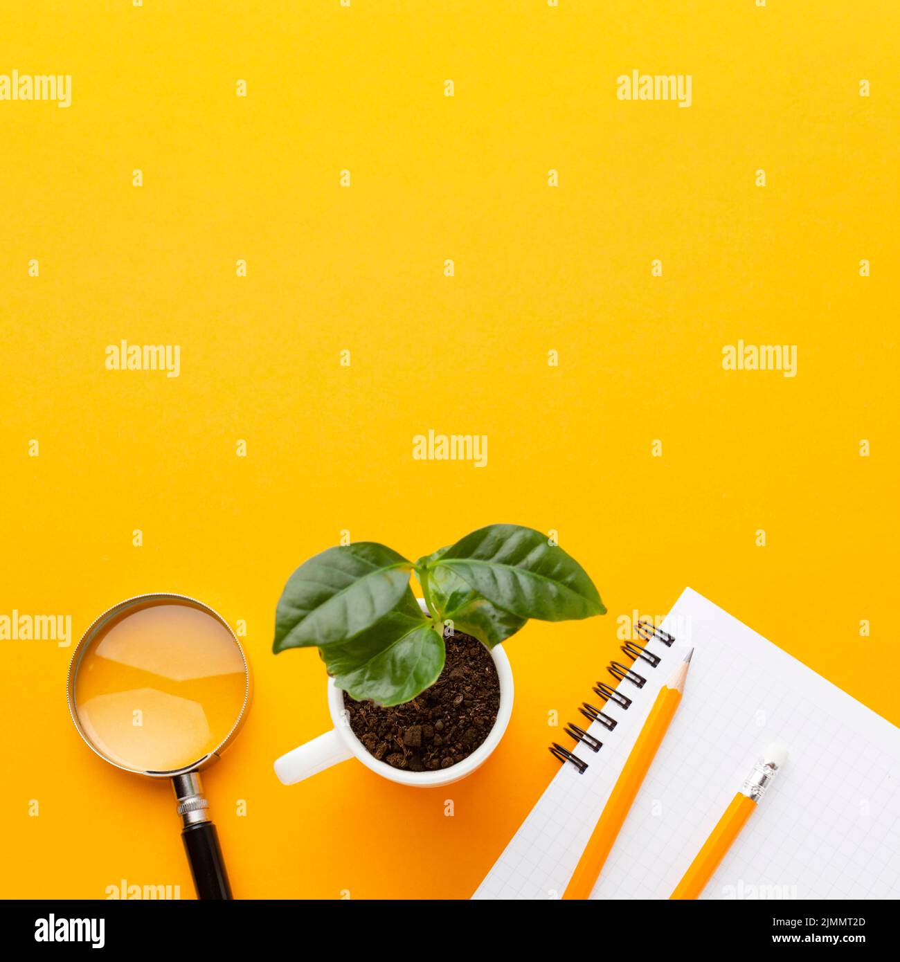 Top view plant study items frame Stock Photo - Alamy