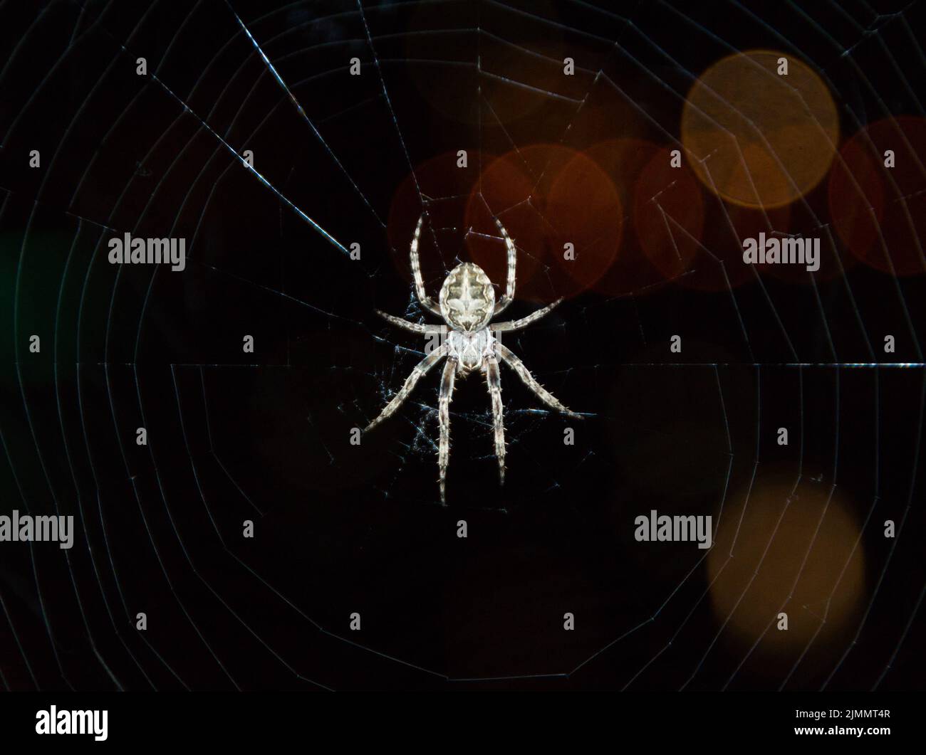 A graphic design of a white spider isolated on a black background Stock ...