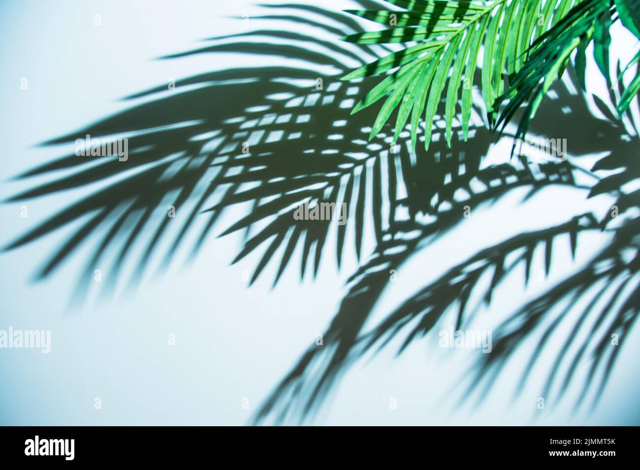 Fresh tropical palm leaf shadow blue backdrop Stock Photo - Alamy