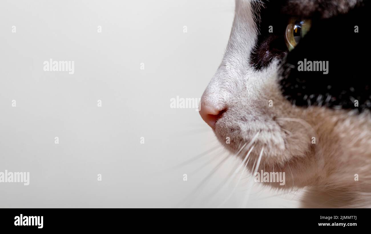 Adorable cat hi-res stock photography and images - Alamy