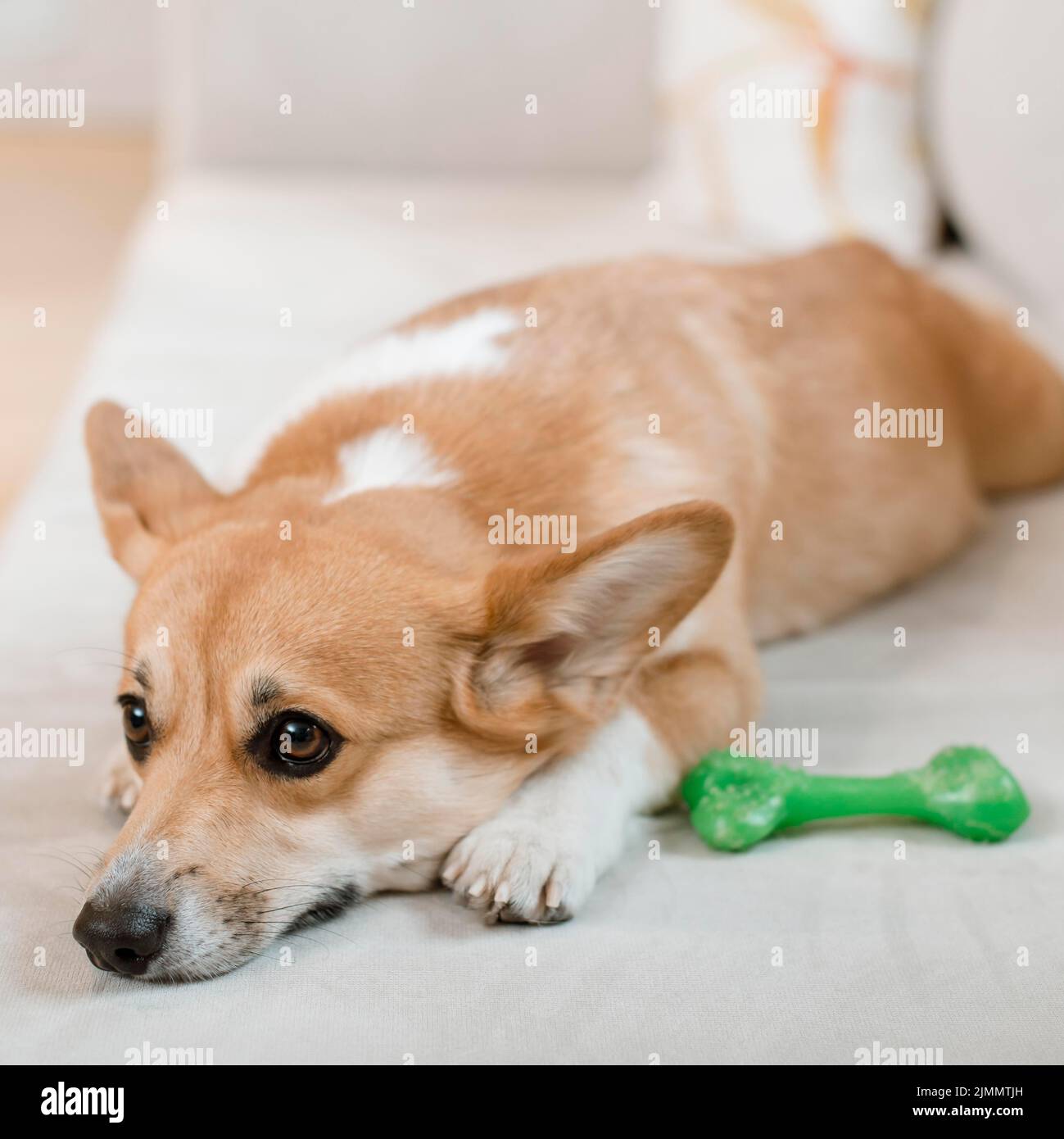 Cute dog couch with toy Stock Photo - Alamy