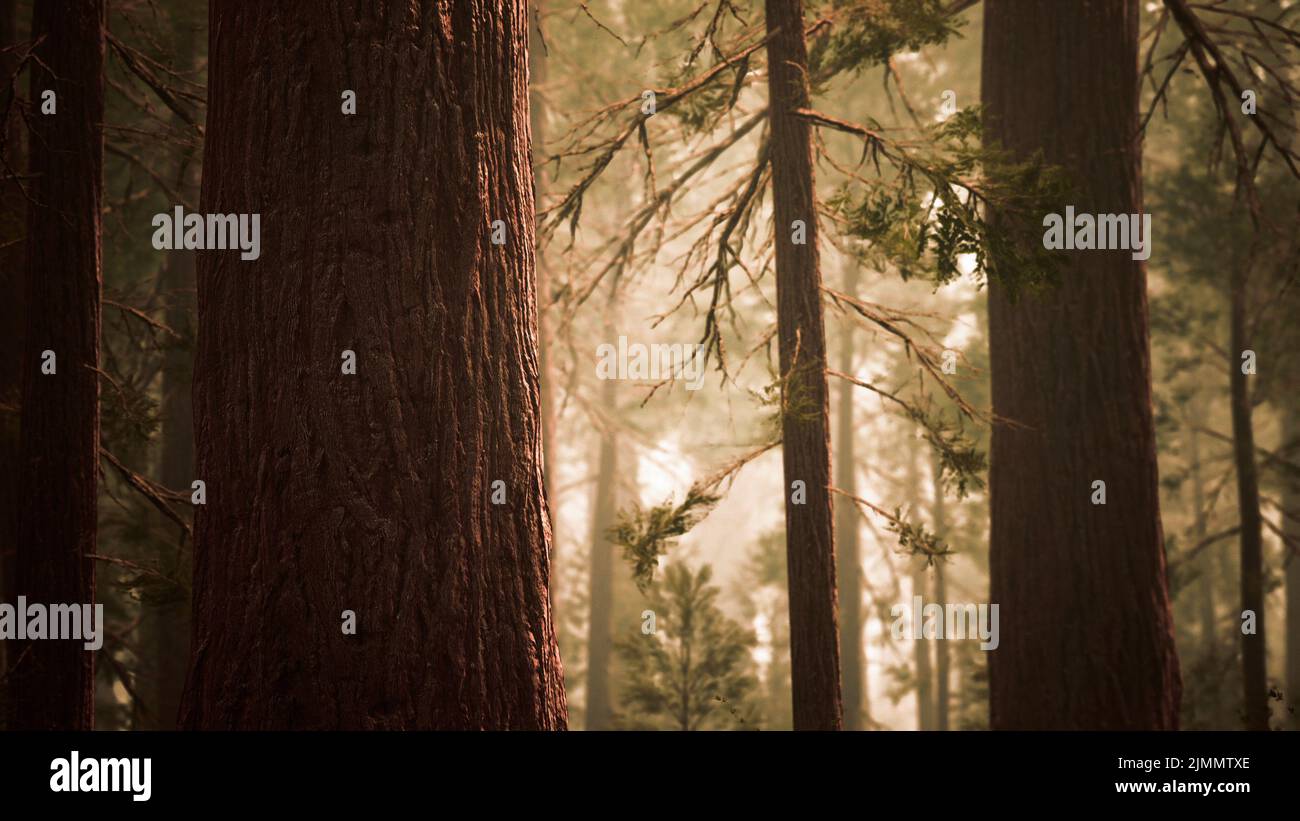Giant sequoias in redwood forest Stock Photo - Alamy