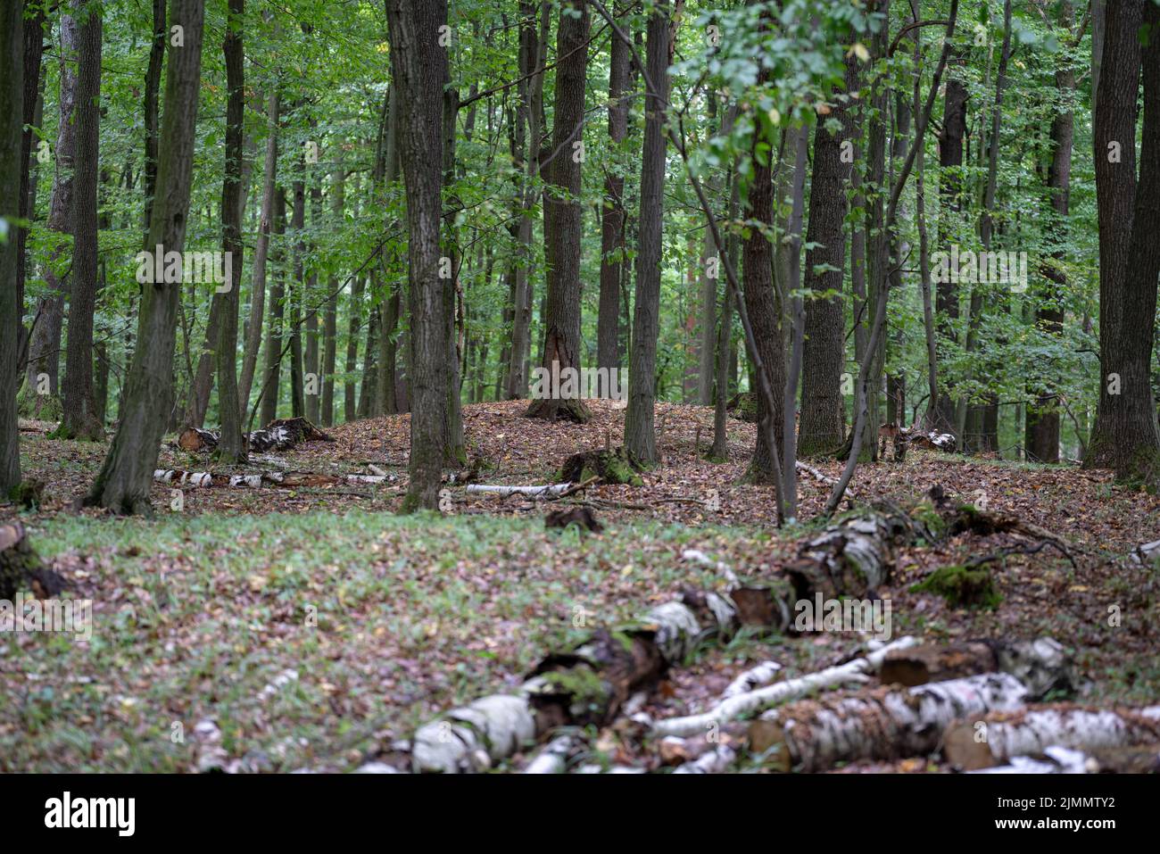 Remains of an early medieval Slavic barrow in a forest of southern ...