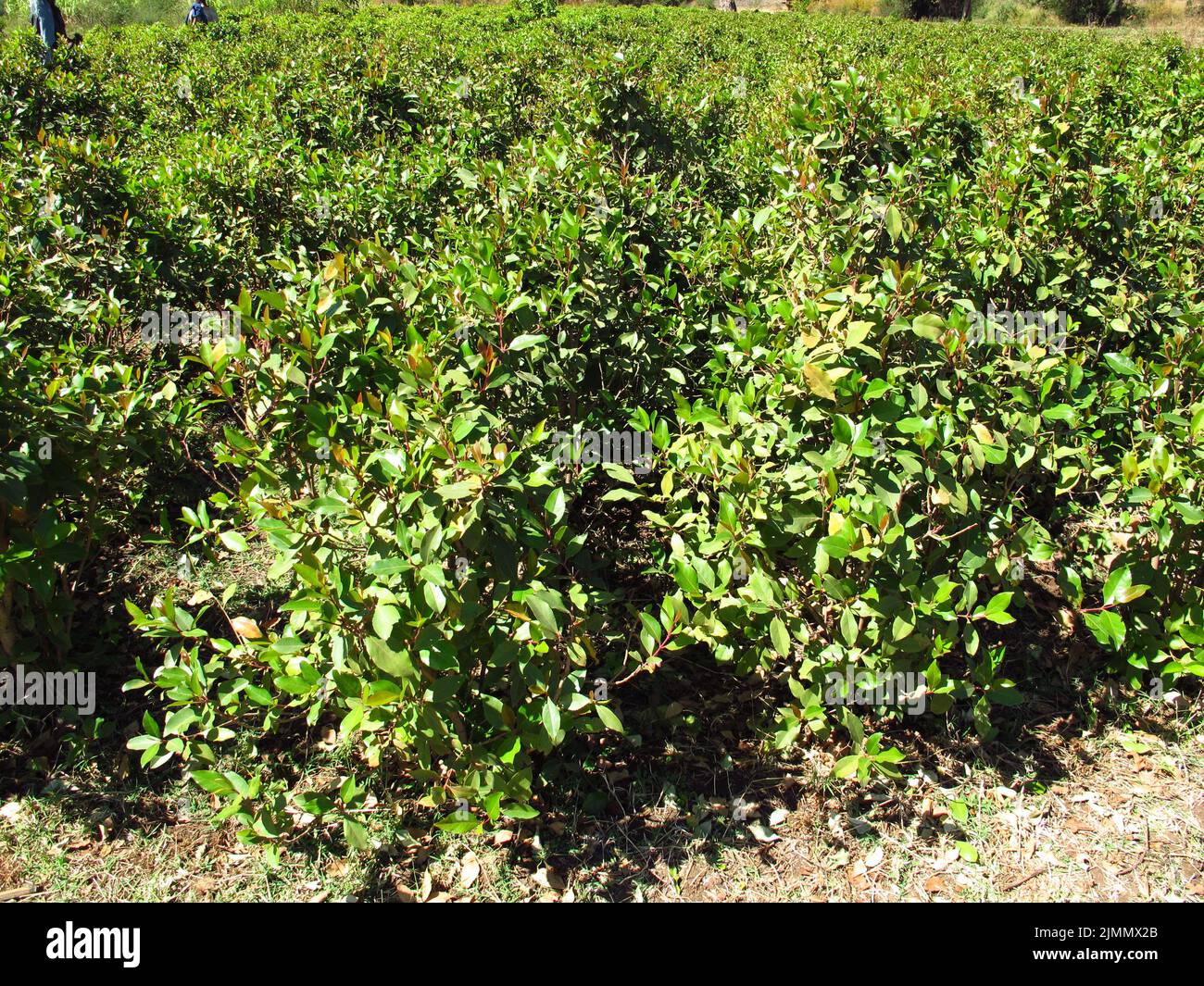 Ethiopian coffee tree hi-res stock photography and images - Alamy