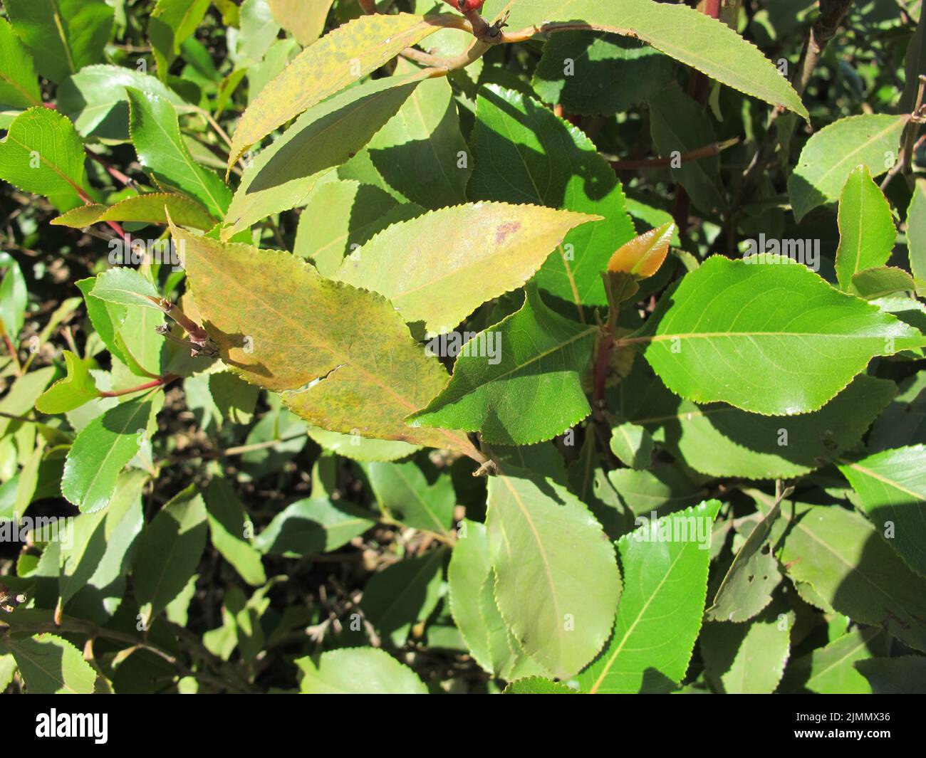 Ethiopian coffee tree hi-res stock photography and images - Alamy