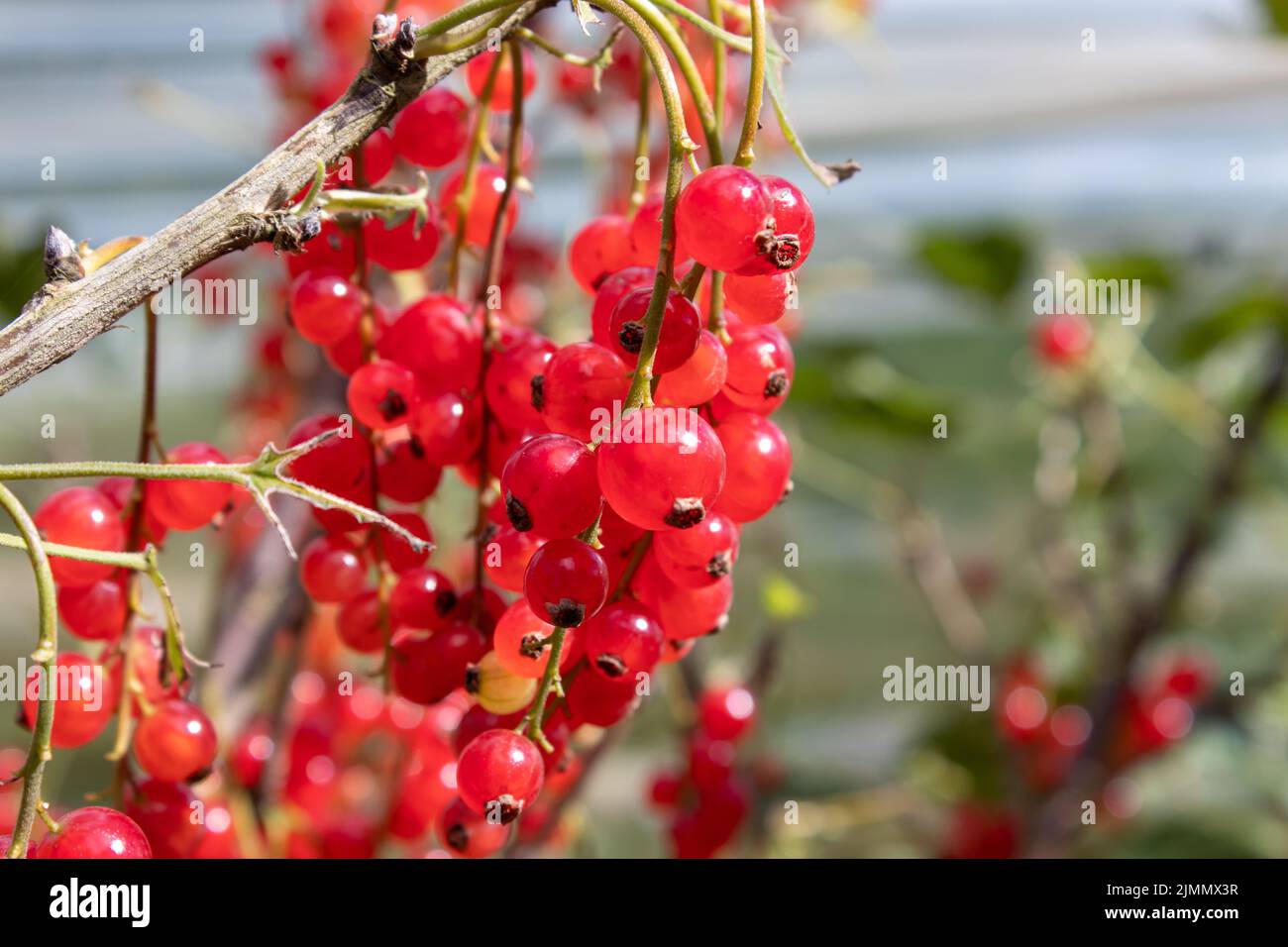 Native gooseberry hi-res stock photography and images - Alamy
