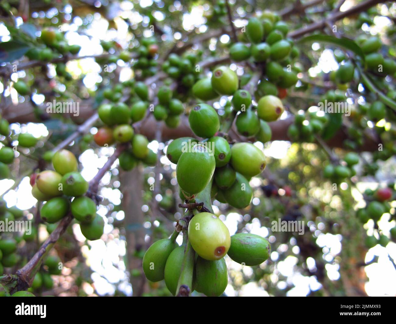 The coffe tree in Ethiopia Stock Photo - Alamy