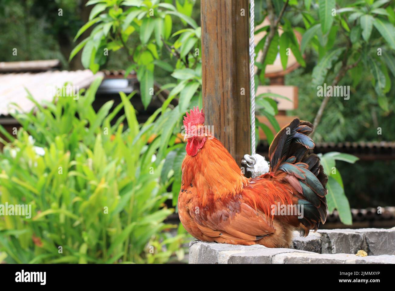 Rooster,Cock,male chicken,a Rooster resting on the stone in the ...