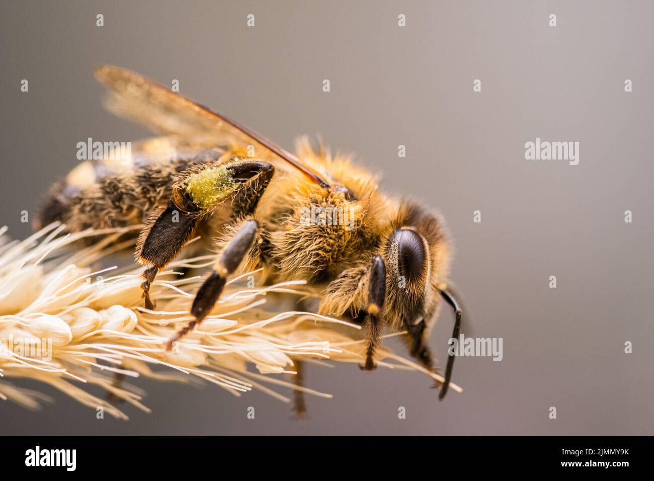 Honey bee on an ear of wheat, detailed close-up Stock Photo - Alamy