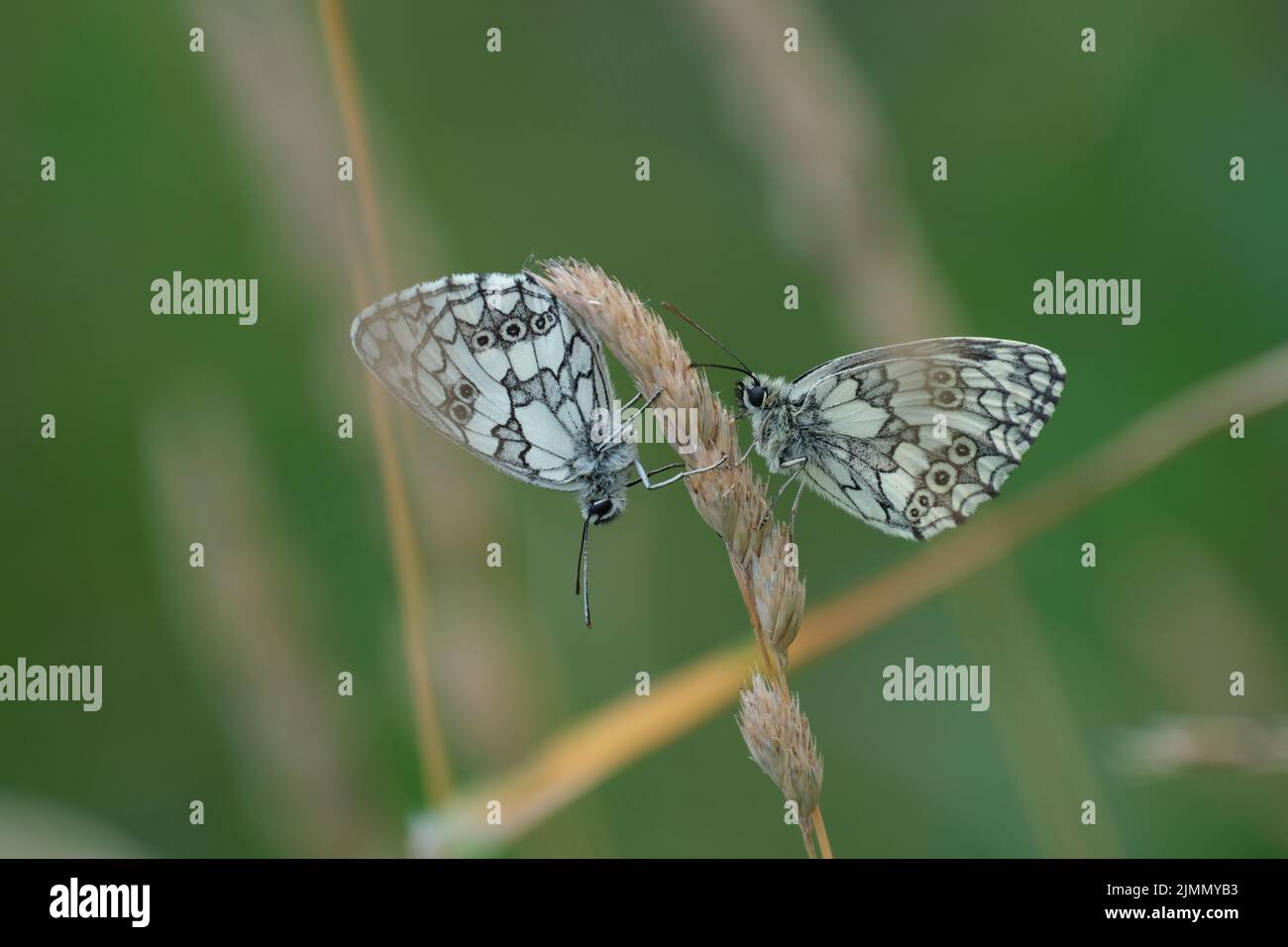 Checkered butterflies hi-res stock photography and images - Alamy