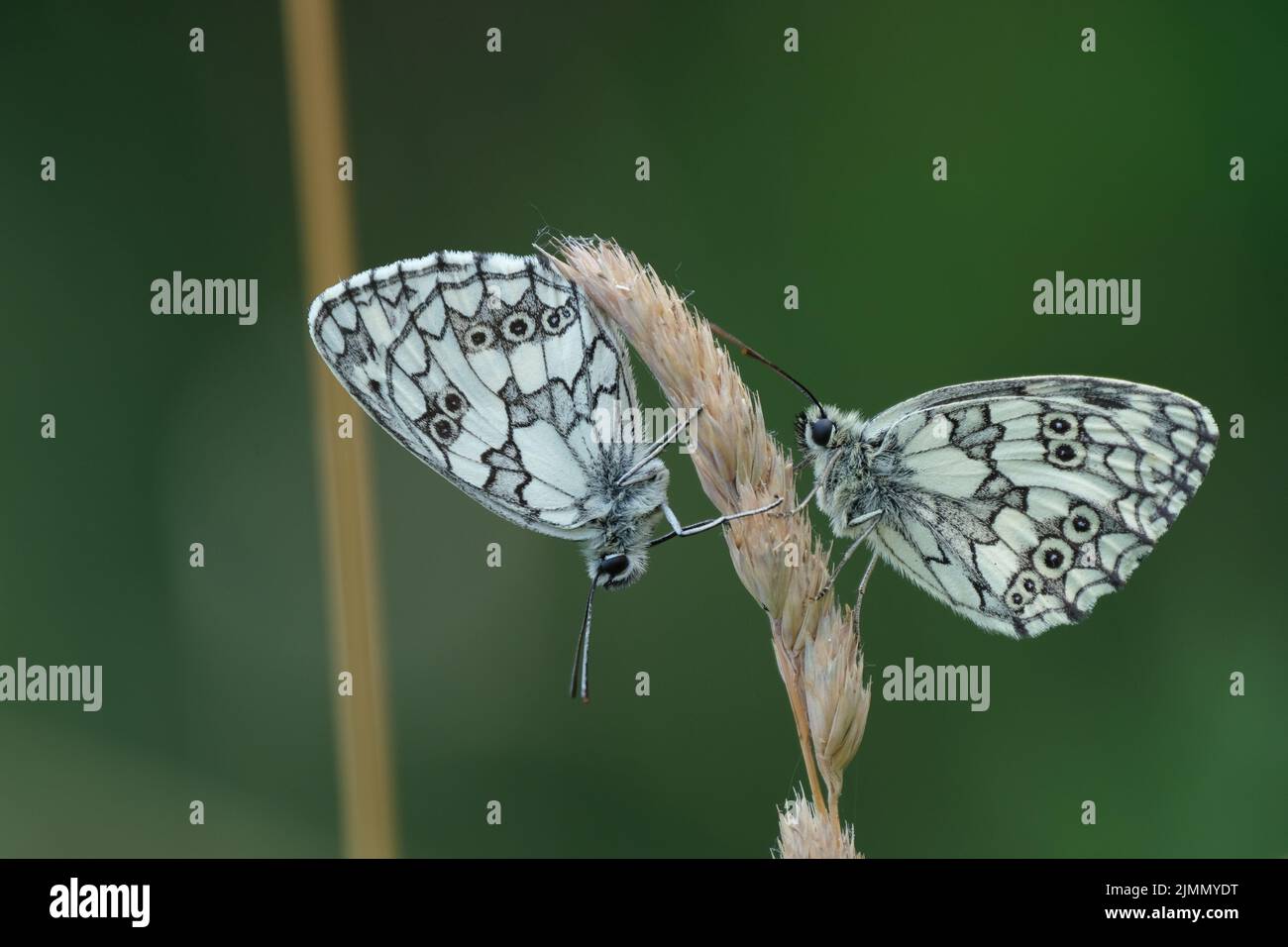 Macro close up of two marbled white butterflies in nature resting on a ...