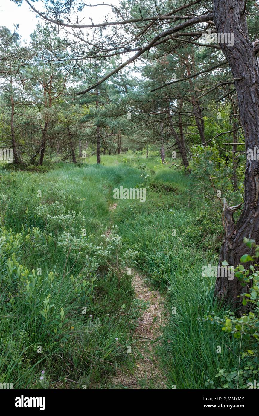 Trodden path in a pine forest. Active lifestyle concept Stock Photo - Alamy
