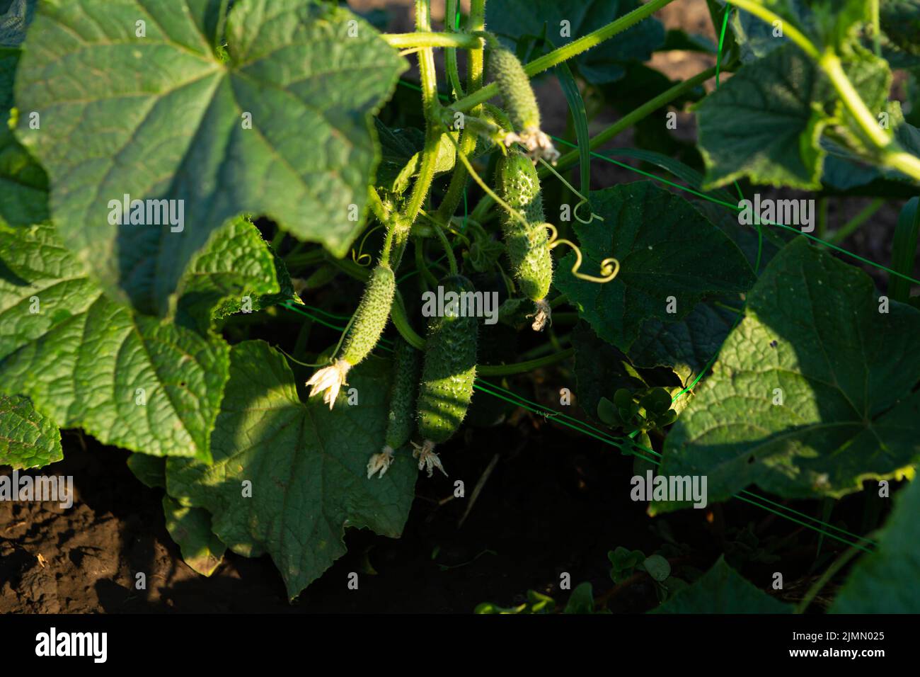 Small cucumbers on a plant on a support grid in the garden organic food ...
