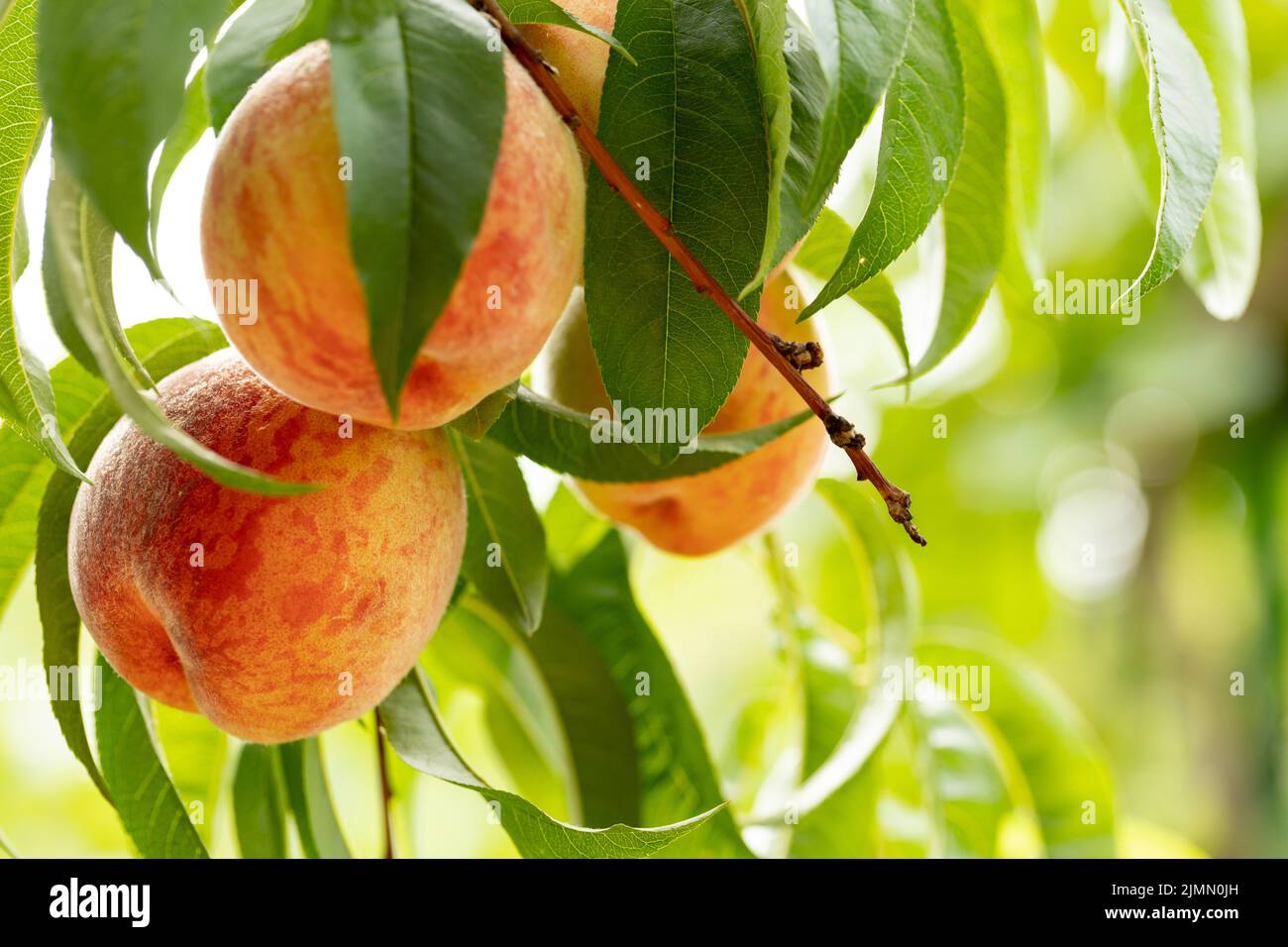Natural Fruit. Peaches growing on a tree in the summer. Peaches on tree ...