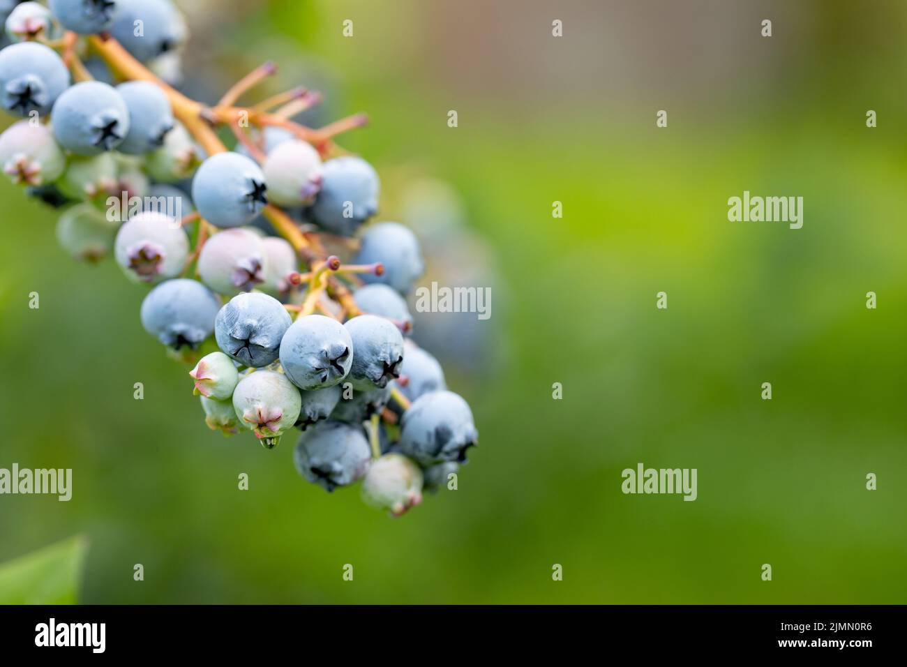 Blueberries - delicious, healthy berry fruit. Vaccinium corymbosum ...