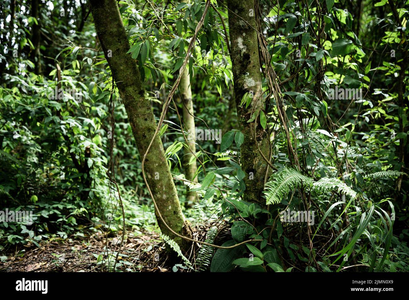 Front view beautiful tropical forest Stock Photo - Alamy