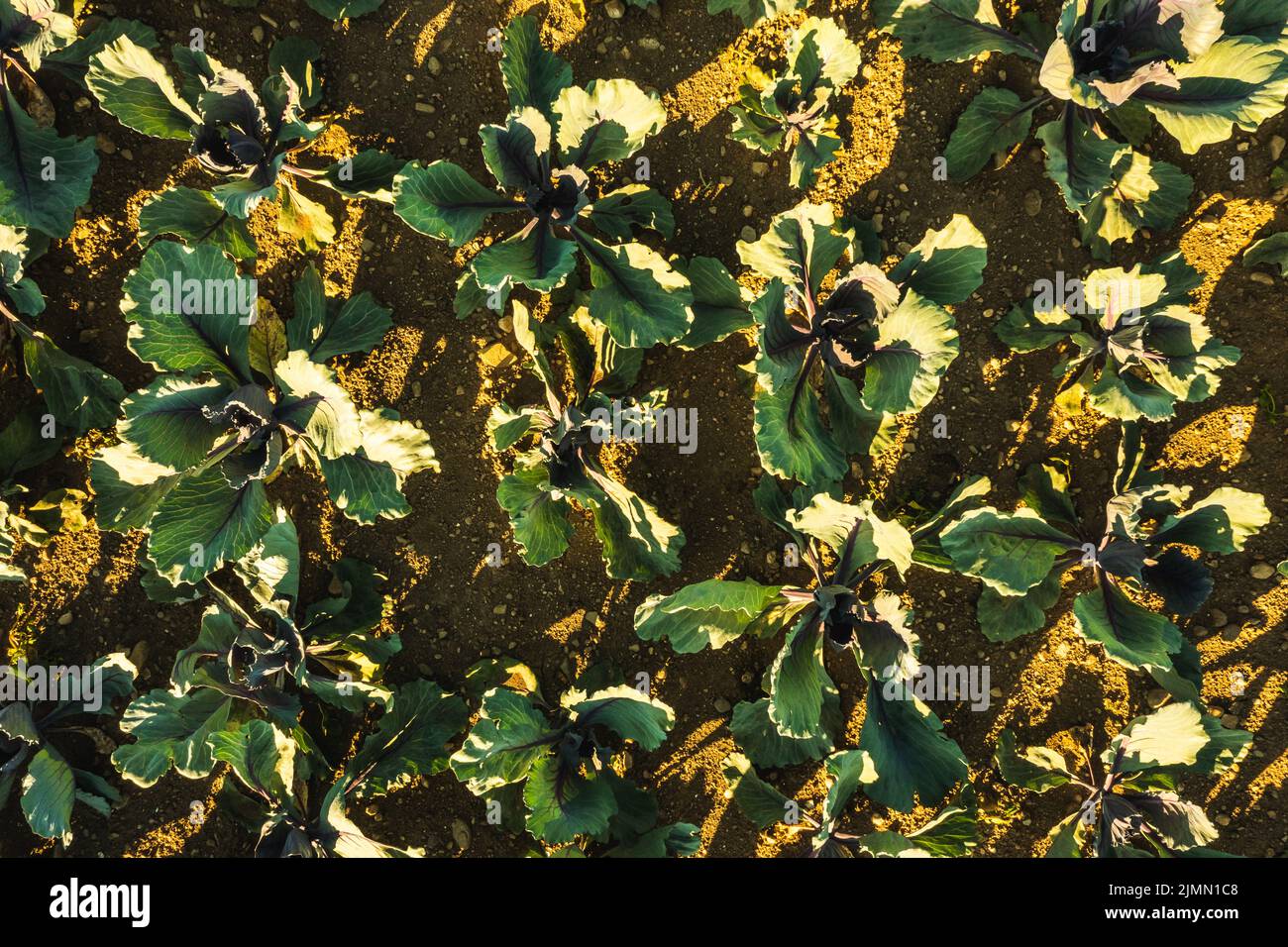 Aerial view of a large field full with growing young red cabbage plants ...