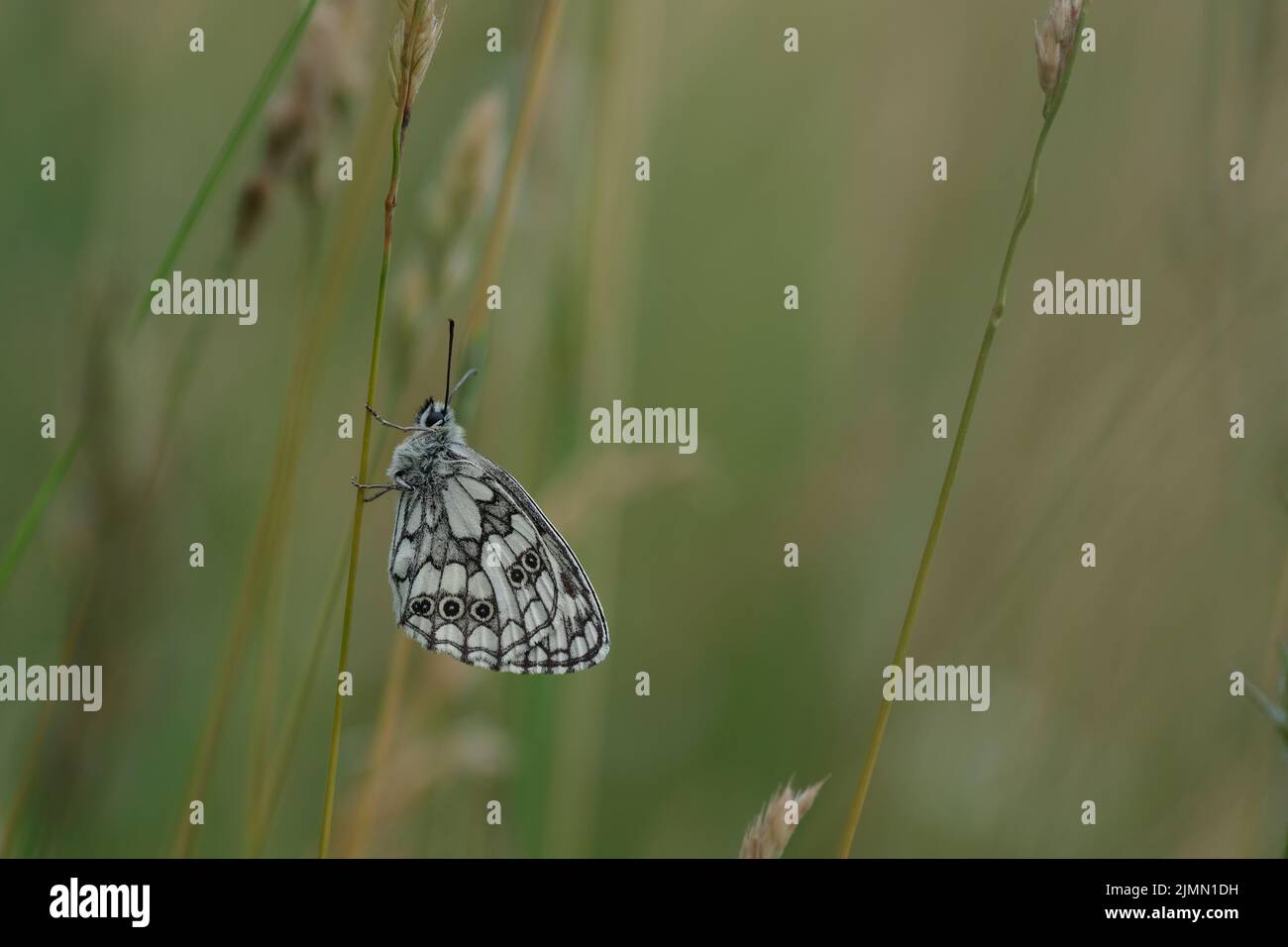 Black and white butterfly in nature resting on a plant under wings ...