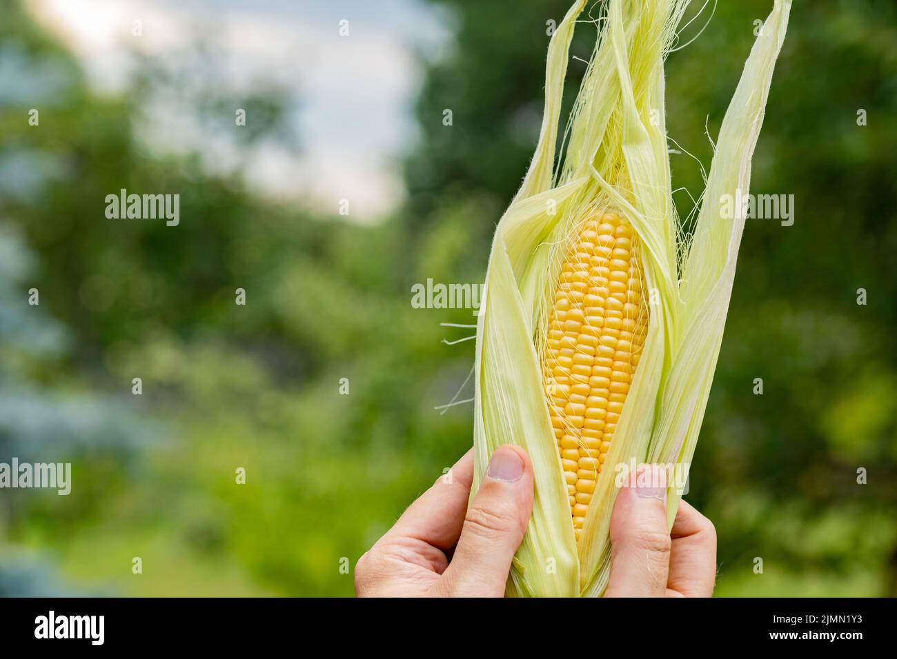 Hands holding corn kernels hi-res stock photography and images - Alamy