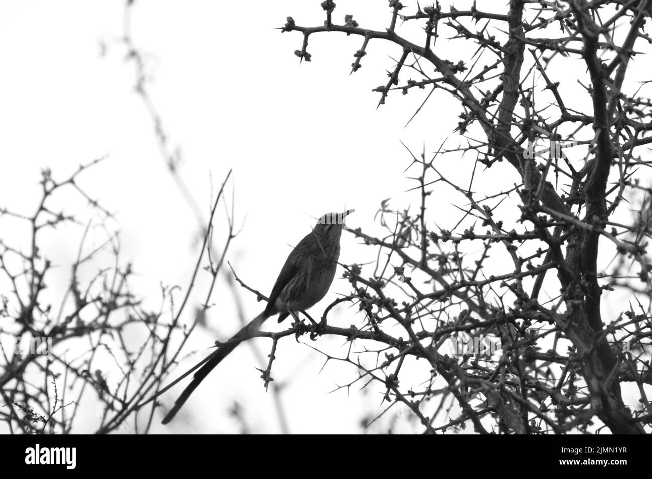 Perched animal Black and White Stock Photos & Images - Alamy
