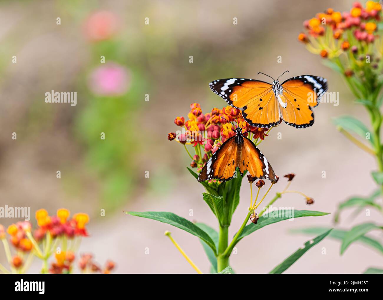 A Plain Tiger butterflies on milkweed in a field Stock Photo - Alamy