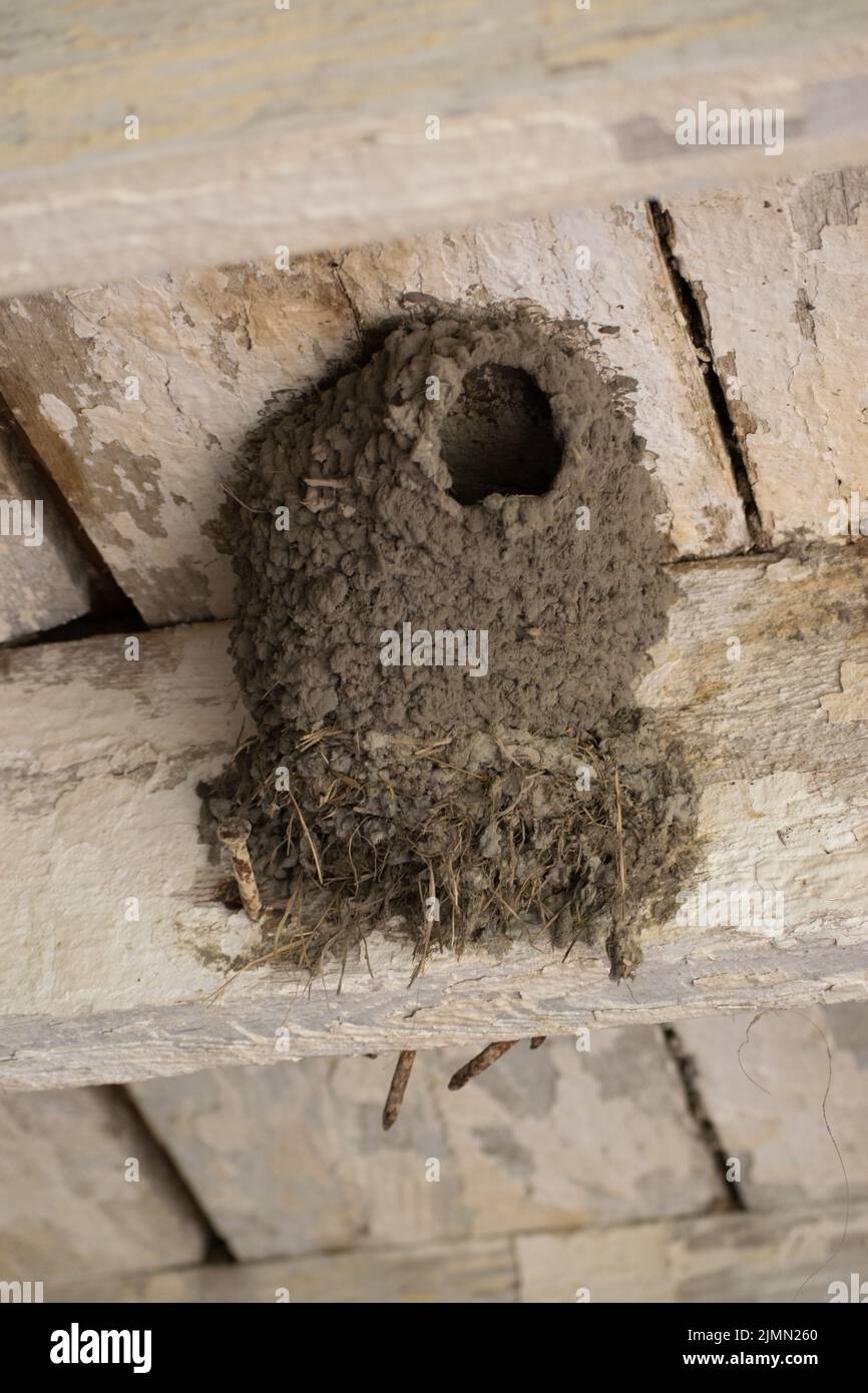 A closeup of a barn swallow nest on a wooden ceiling Stock Photo - Alamy