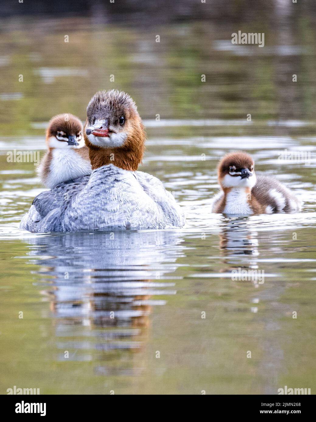 A cute Common merganser with ducklings swimming in a lake Stock Photo ...