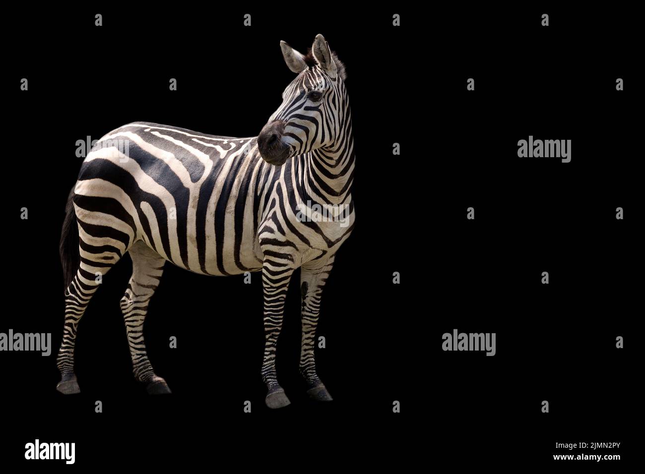 Black zebra hi-res stock photography and images - Alamy