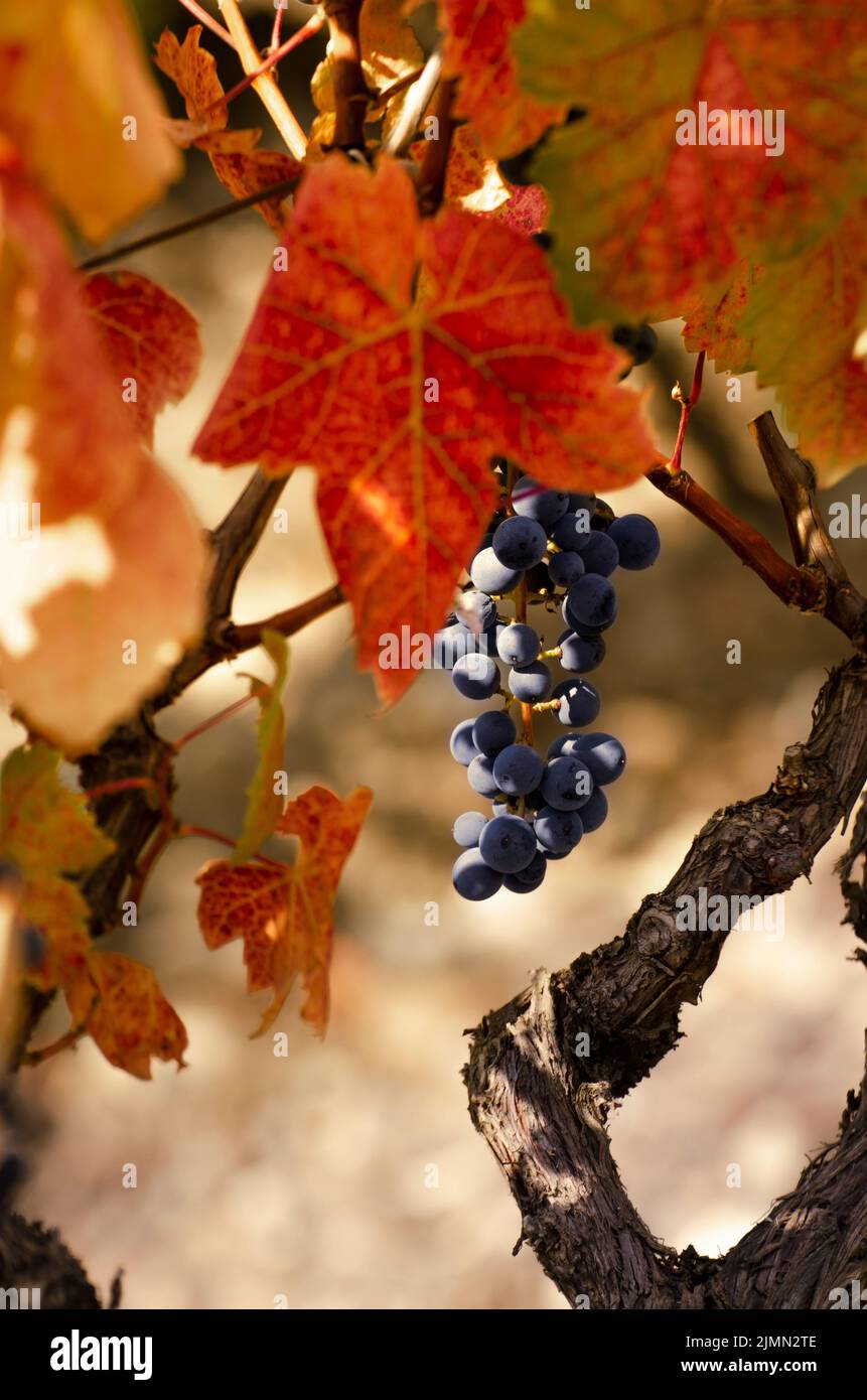 Blue grape cluster on vine closeup photo Stock Photo - Alamy