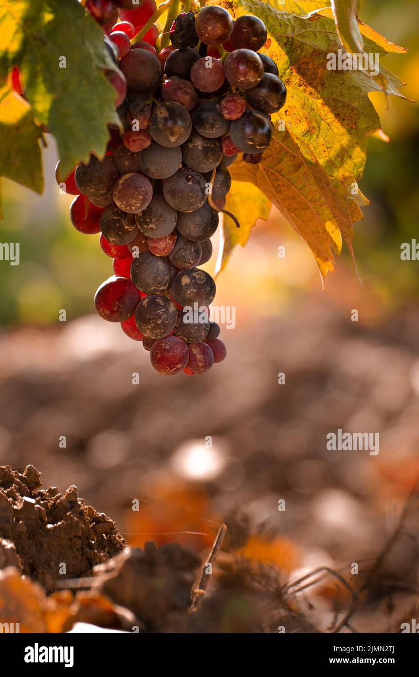 Blue grape cluster on vine closeup photo Stock Photo - Alamy