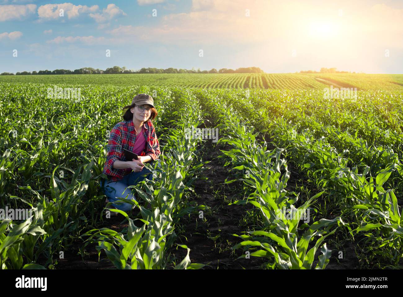 Middle age female caucasian maize farmer with tablet computer kneeled ...