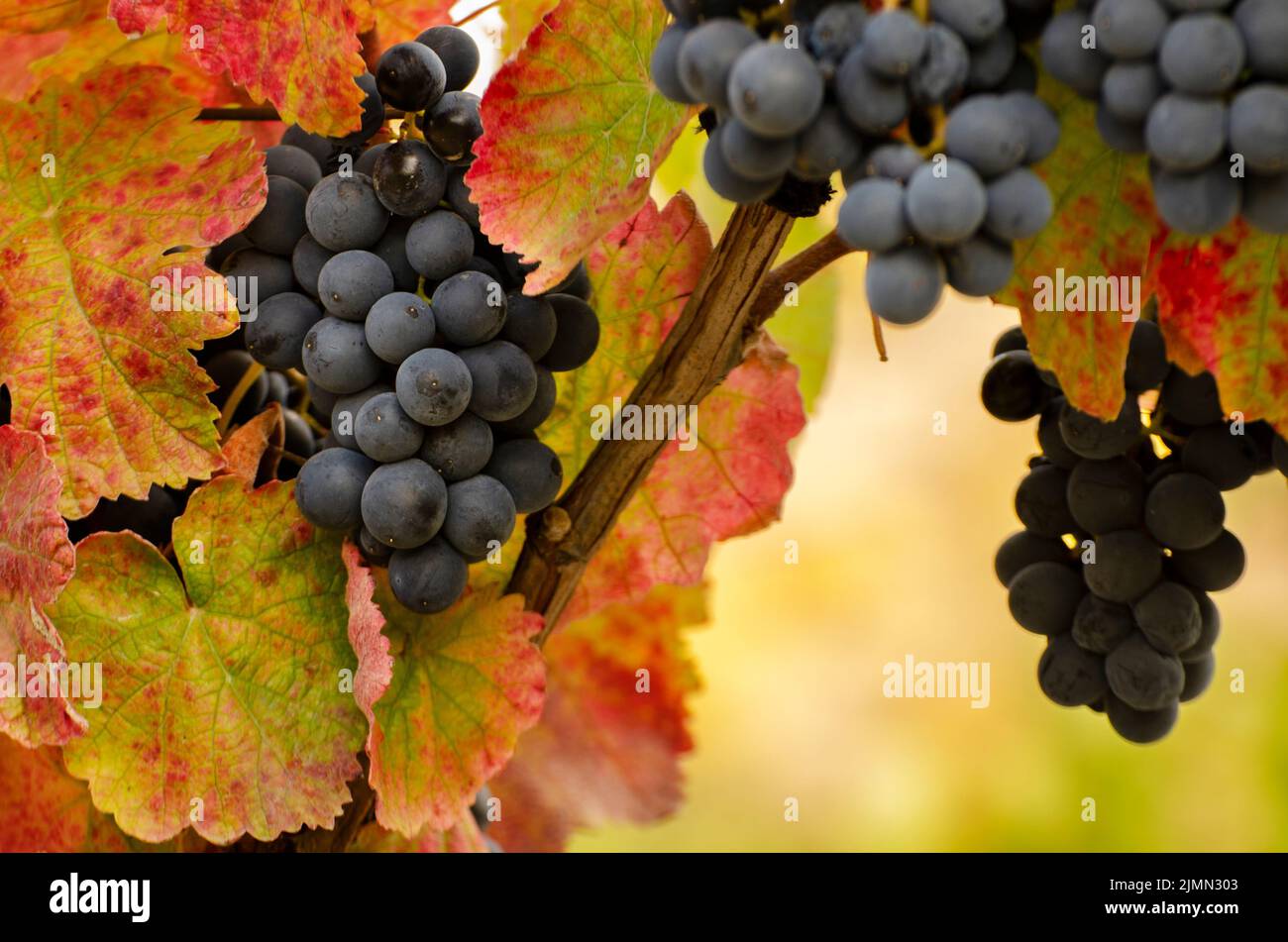 Blue grape cluster on vine closeup photo Stock Photo - Alamy